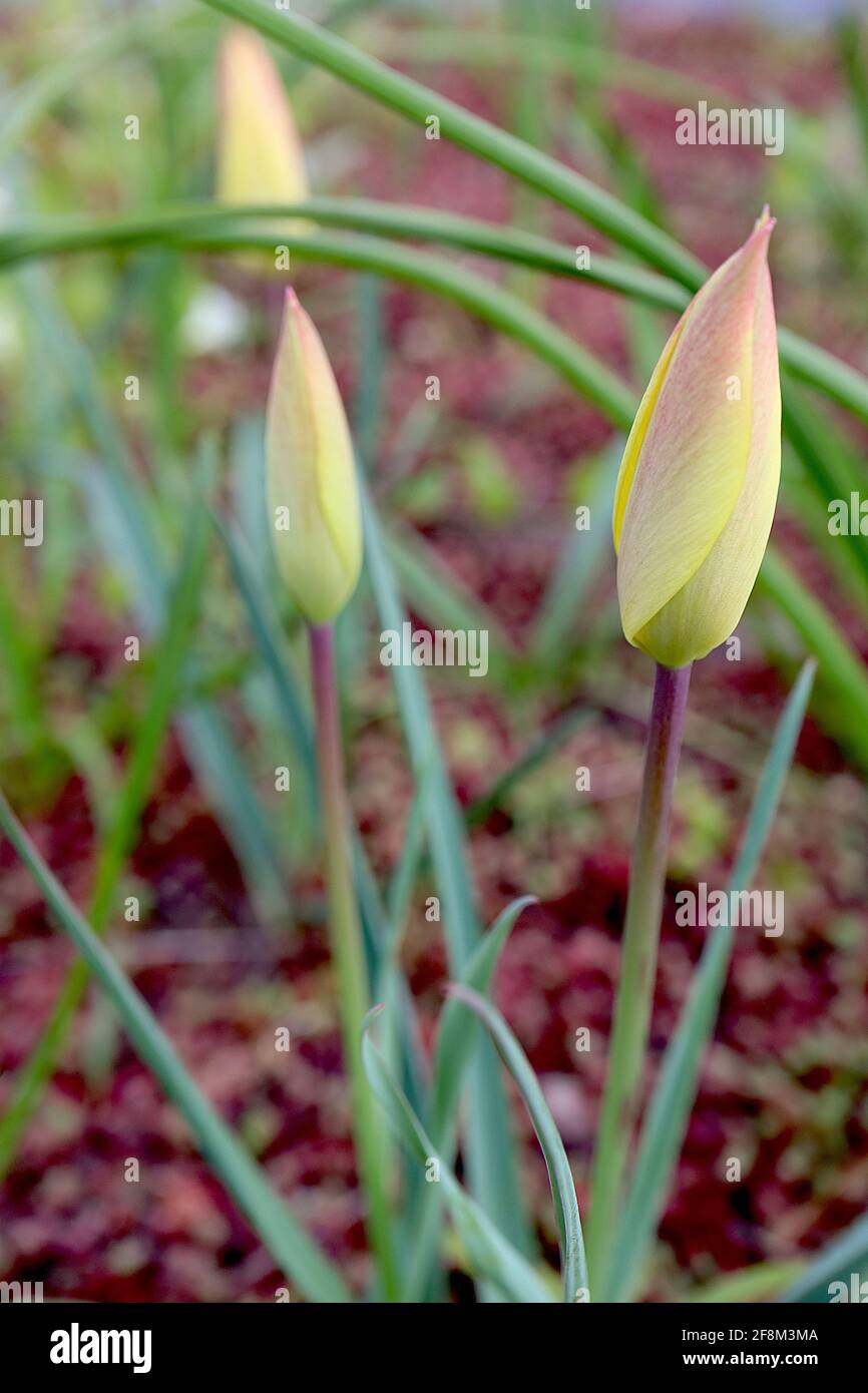 Tulipa linifolia (Batalinii Group) 'Honky Tonk' Species tulip 15 Tulip ...
