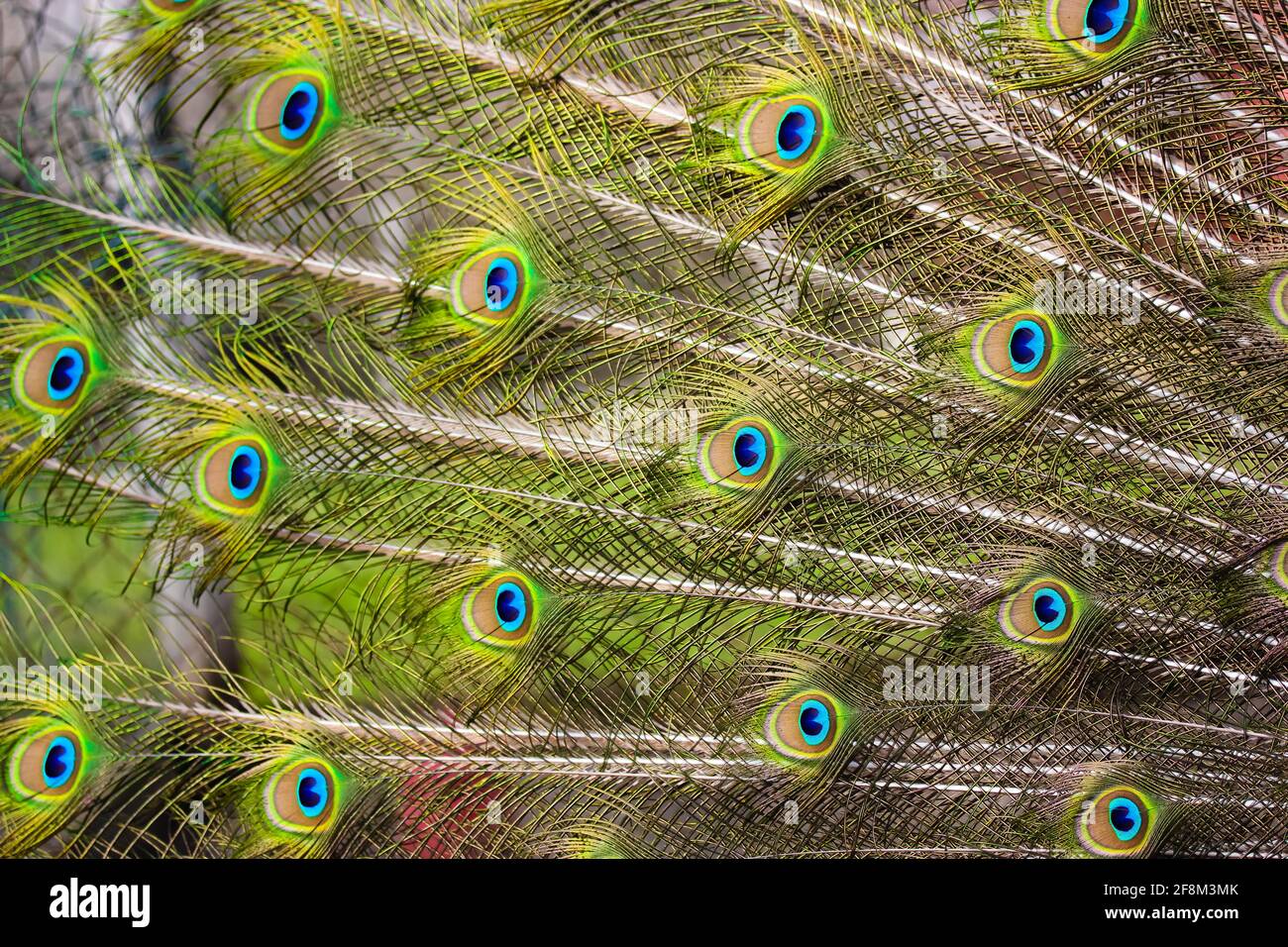 Peacock Blue Texture High Resolution Stock Photography and Images - Alamy