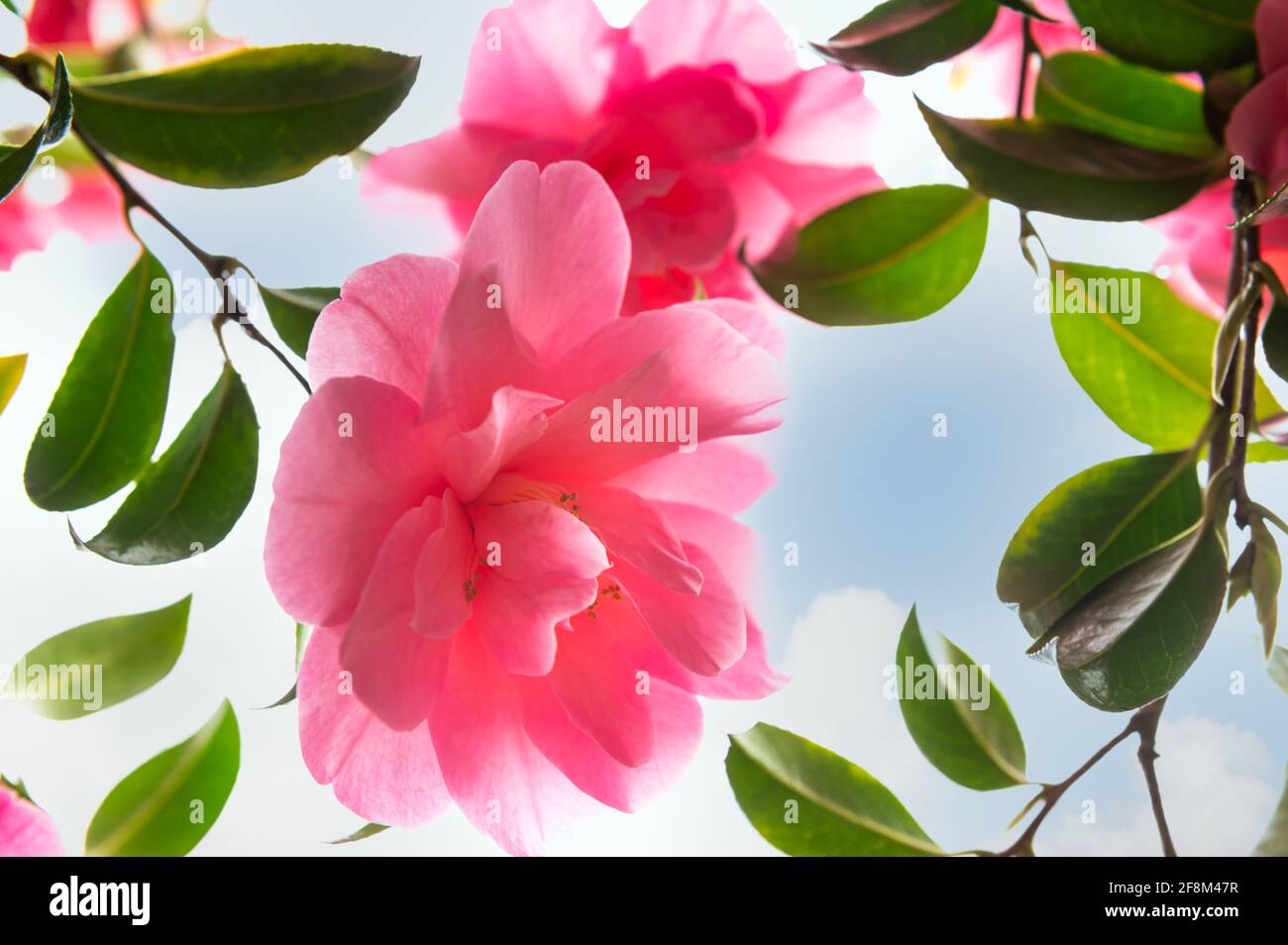 Pink Camellia Tree with Blooming Flowers Stock Photo - Alamy