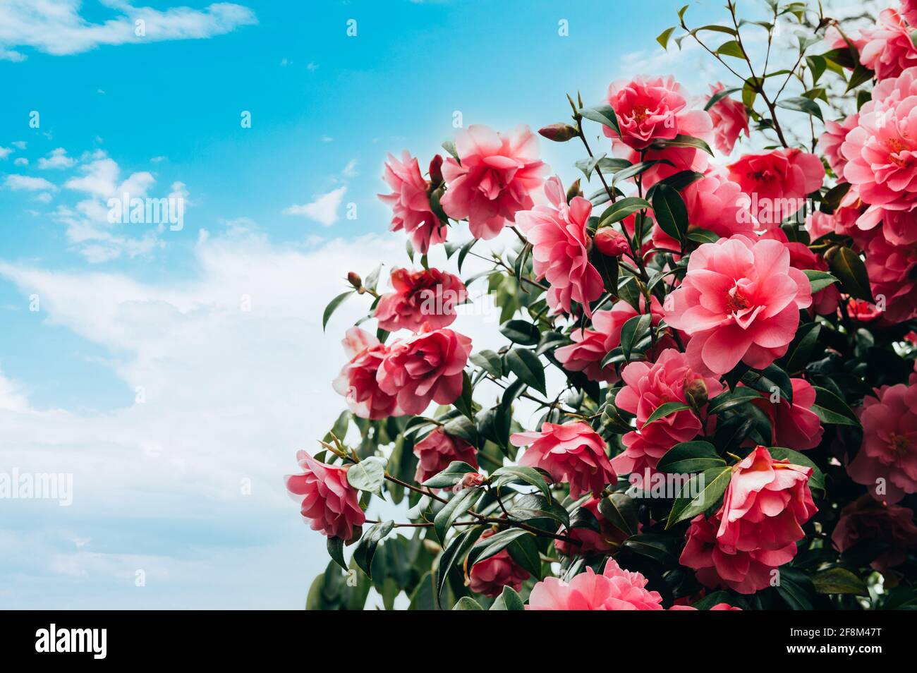 Pink Camellia Tree with Blooming Flowers Stock Photo - Alamy