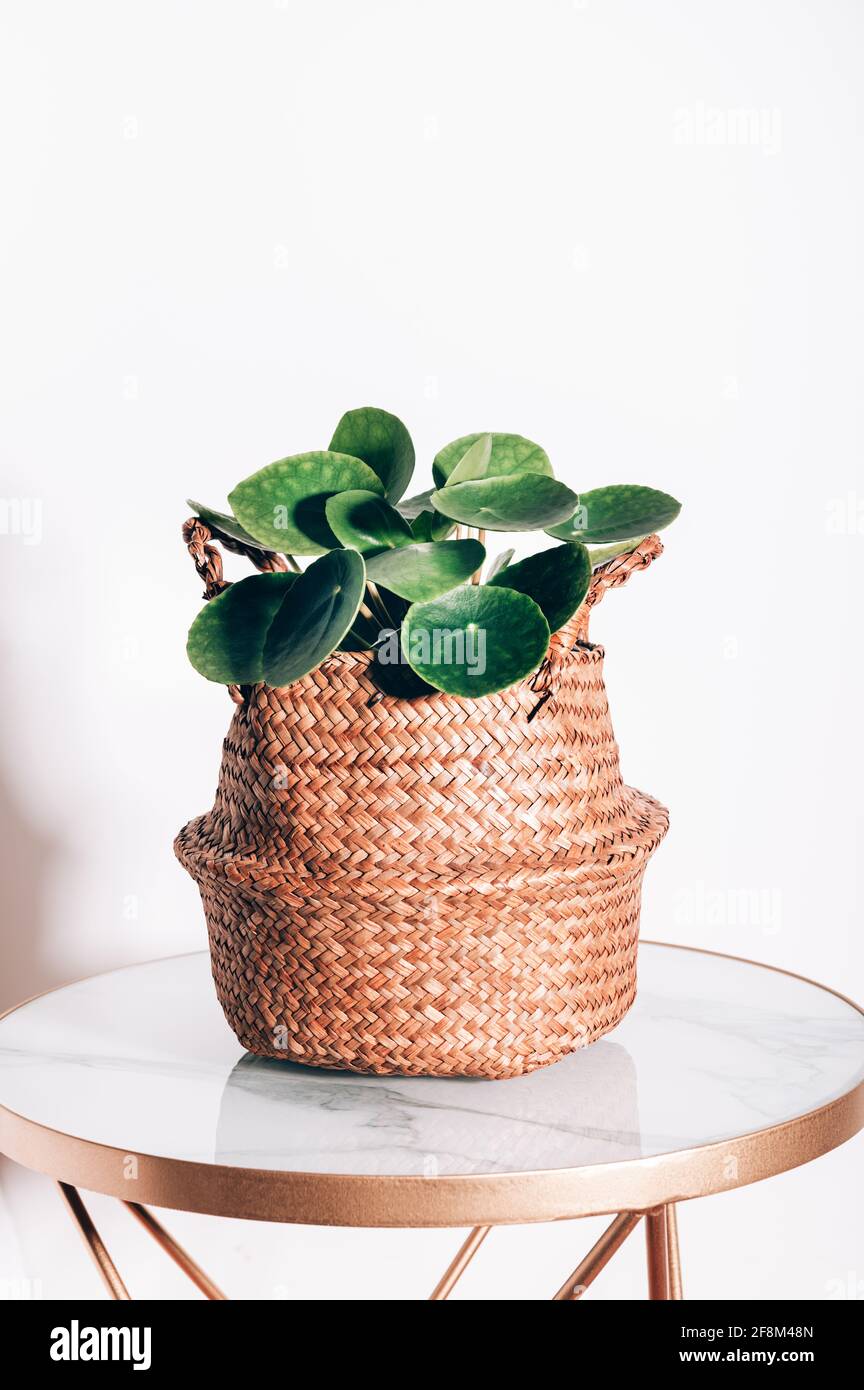 Chinese Money Plant Stock Photo - Alamy