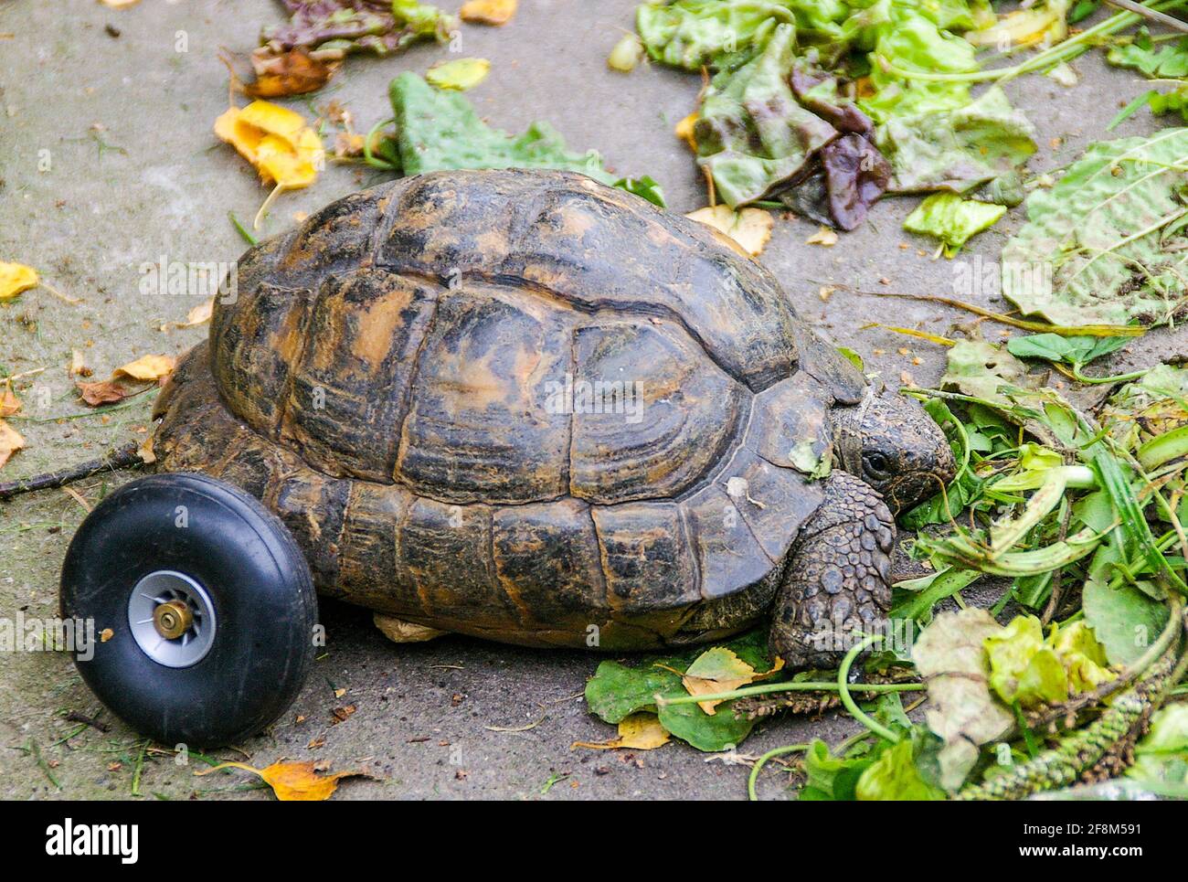 Animal false limb hi-res stock photography and images - Alamy