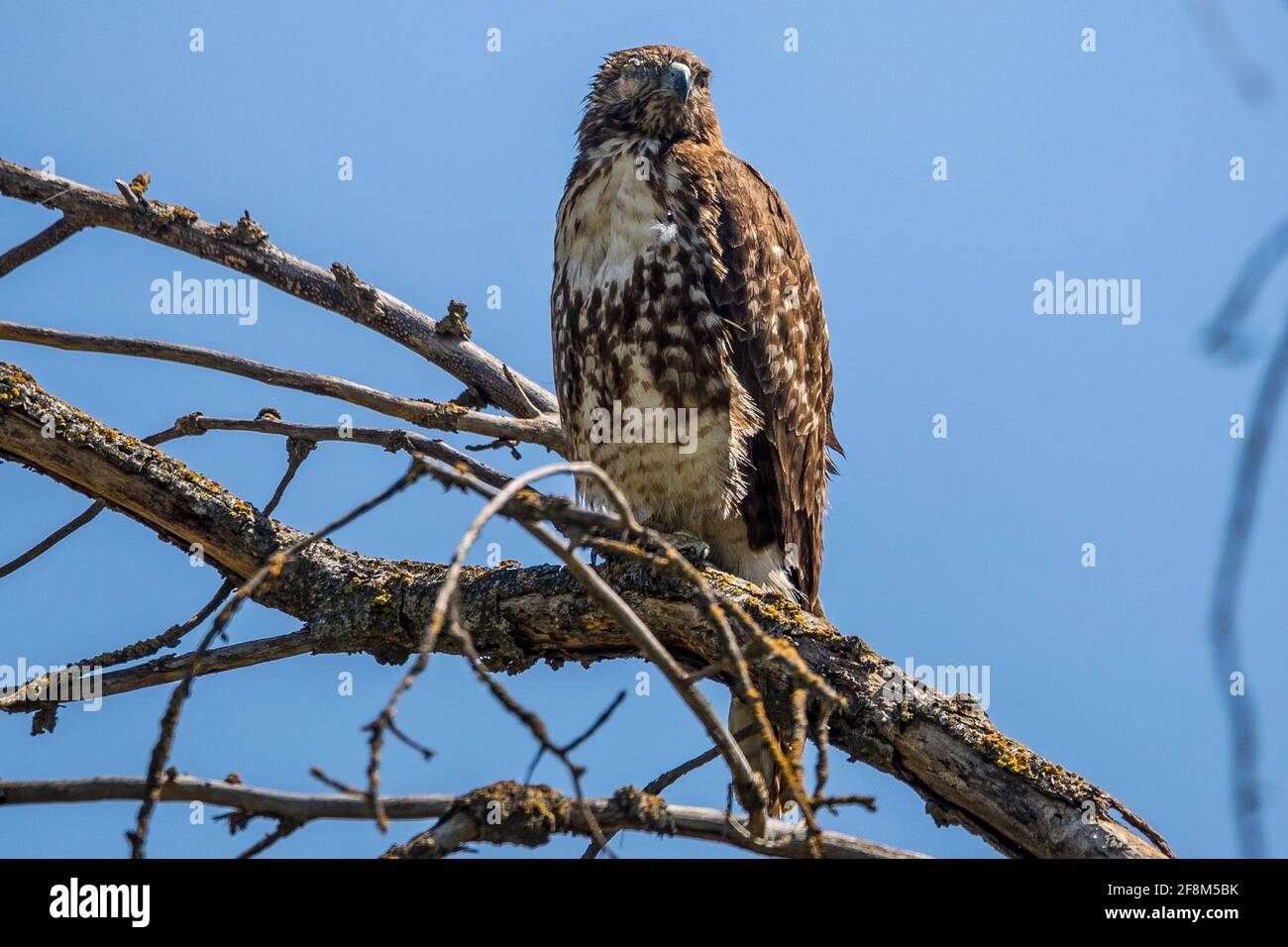 A Red Tailed Hawk with only one eye at the Merced National Wildlife ...