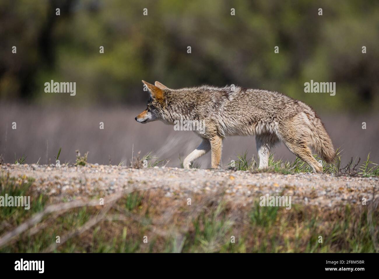 Wild Coyotes In Central Calif