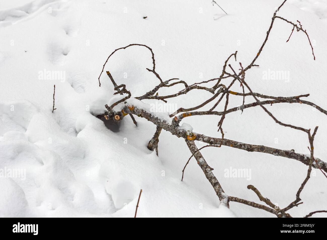 Strange tree hi-res stock photography and images - Alamy