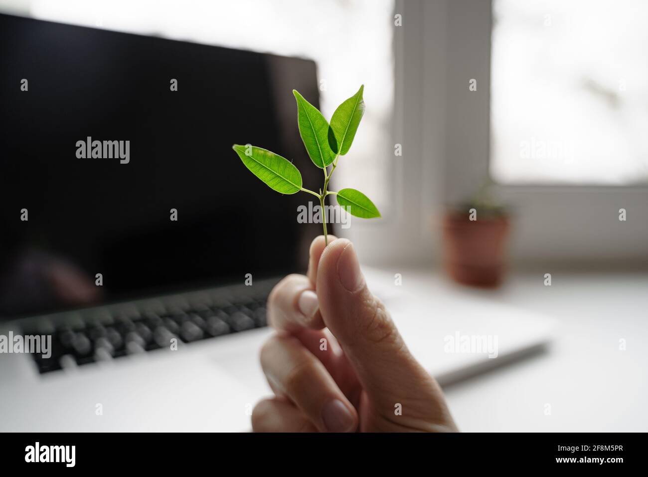 Laptop keyboard with plant growing on it. Green IT computing concept ...