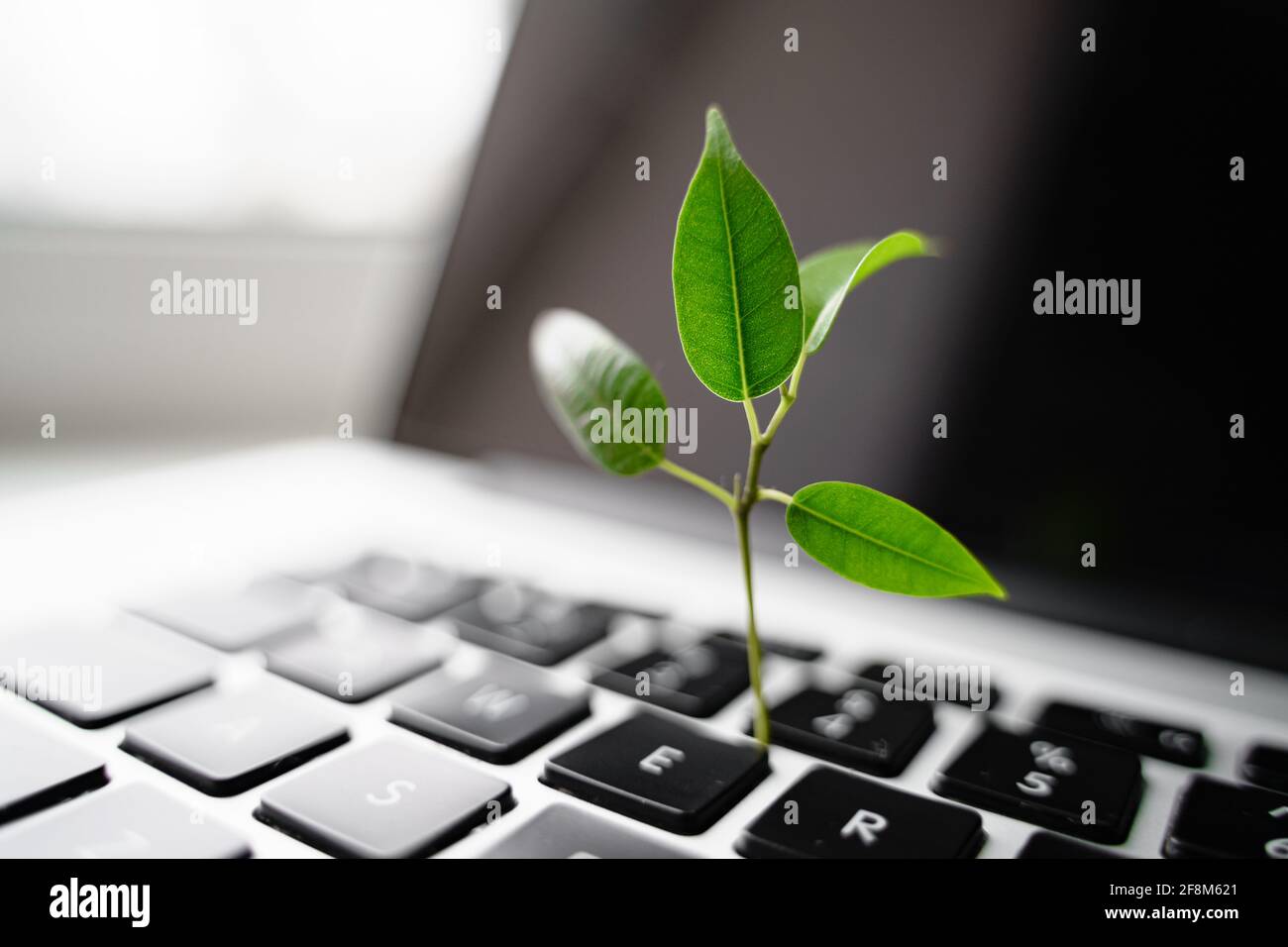 Laptop keyboard with plant growing on it. Green IT computing concept ...