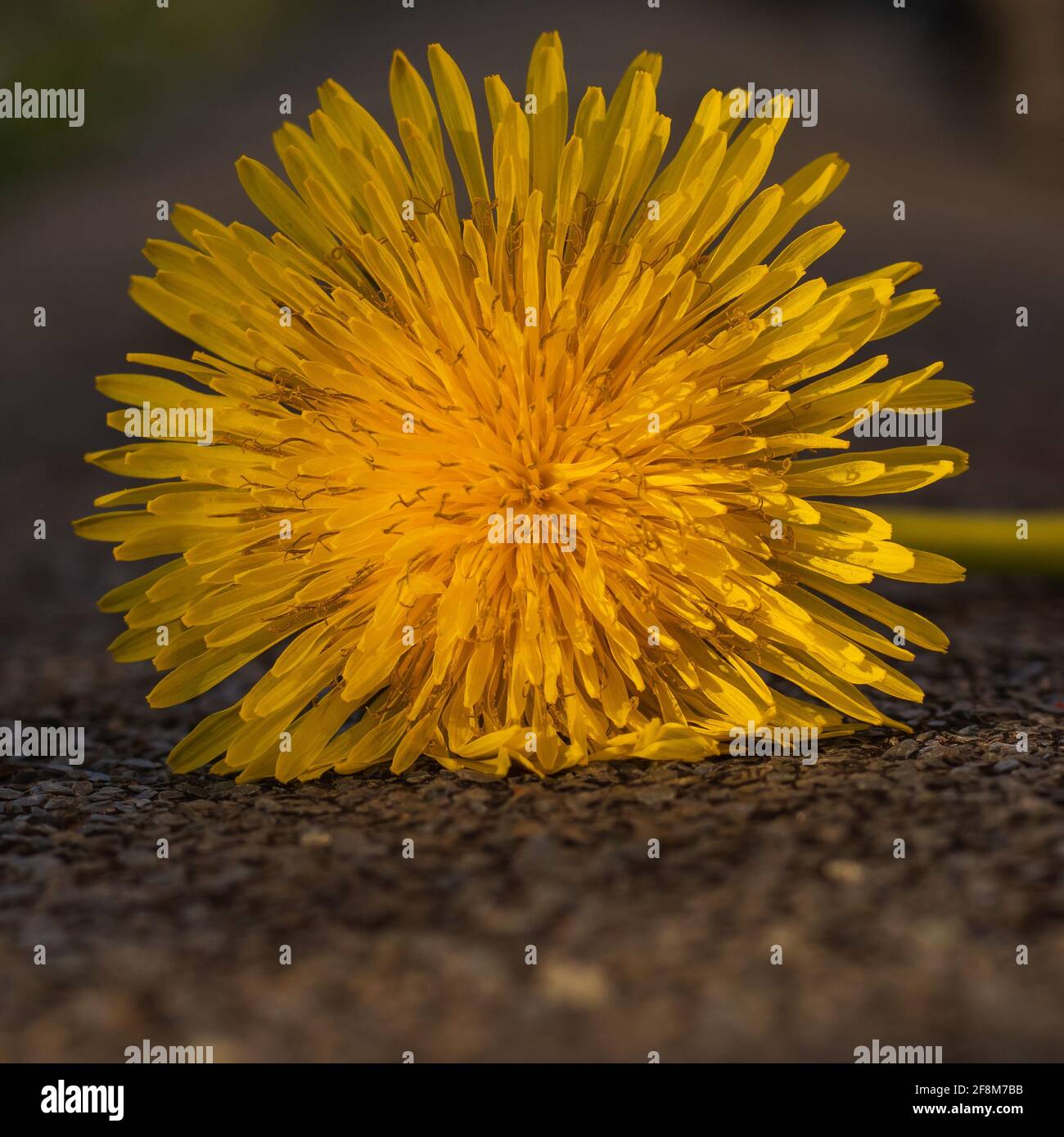Dandelion image hi-res stock photography and images - Alamy