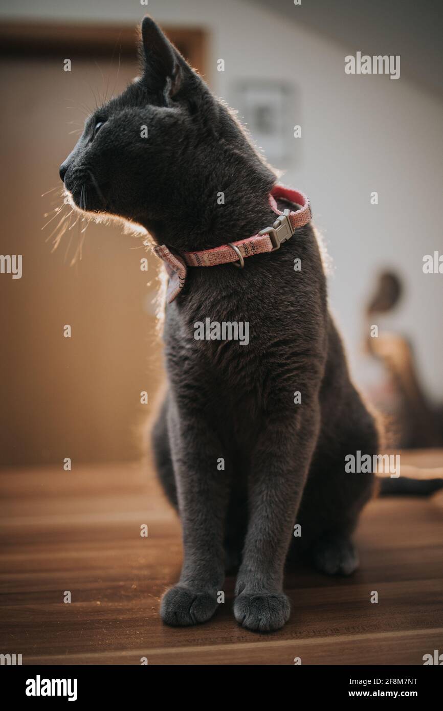 Cat with a bow hi-res stock photography and images - Alamy