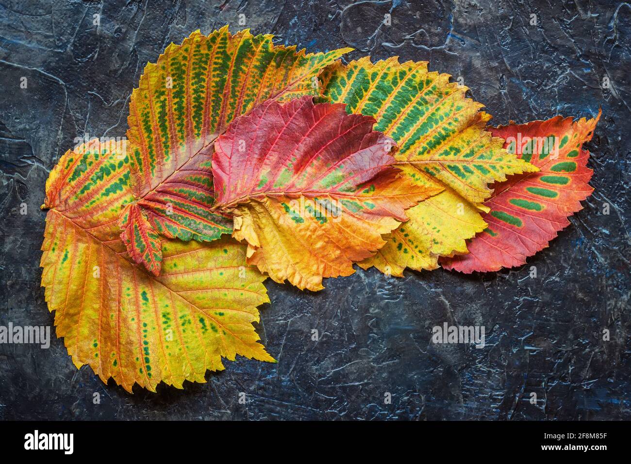 Vivid multi-colored leaves from different trees close-up on dark ...