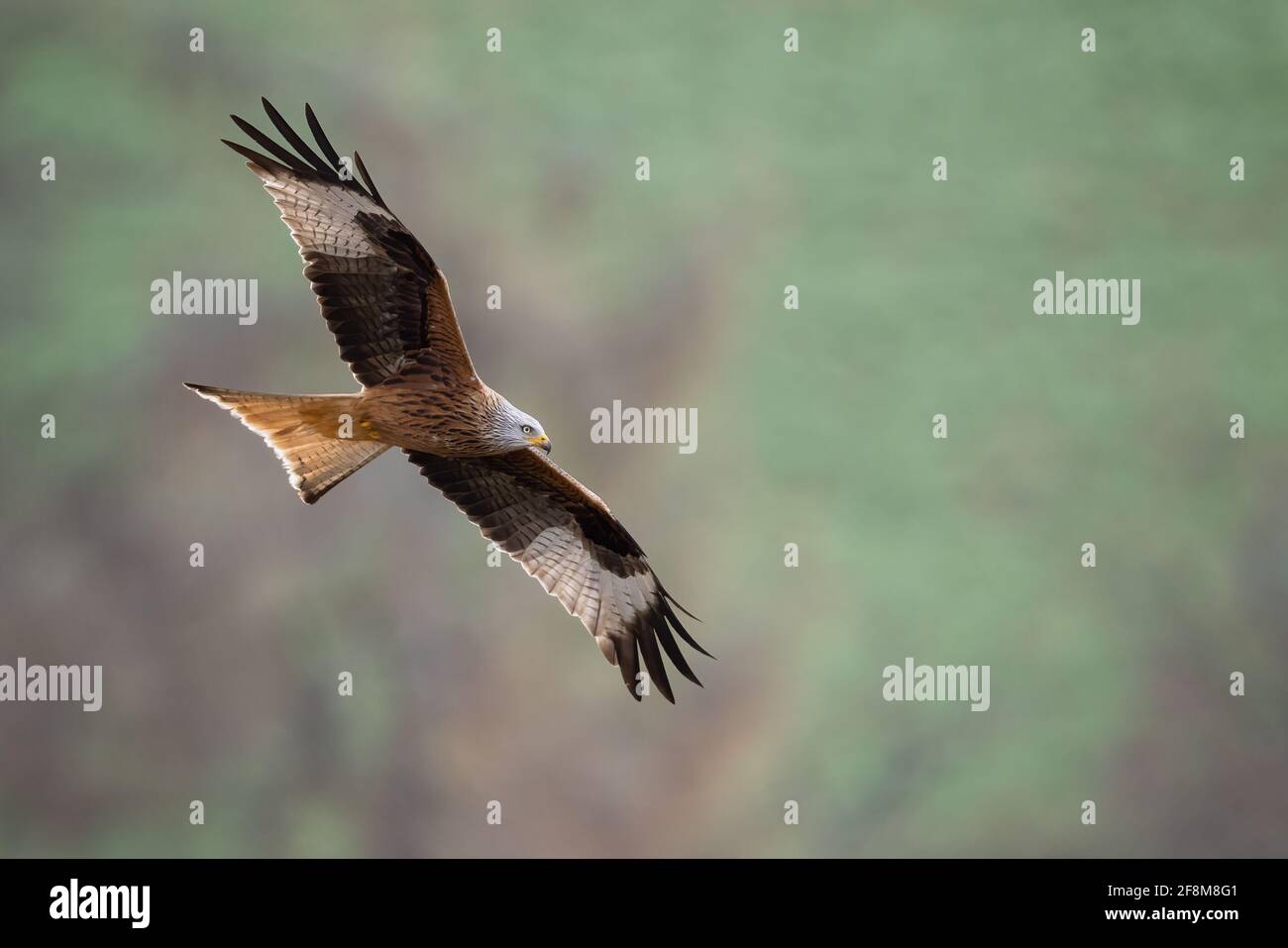 Brown Bat hawk flying in the air on a blurred background Stock Photo ...