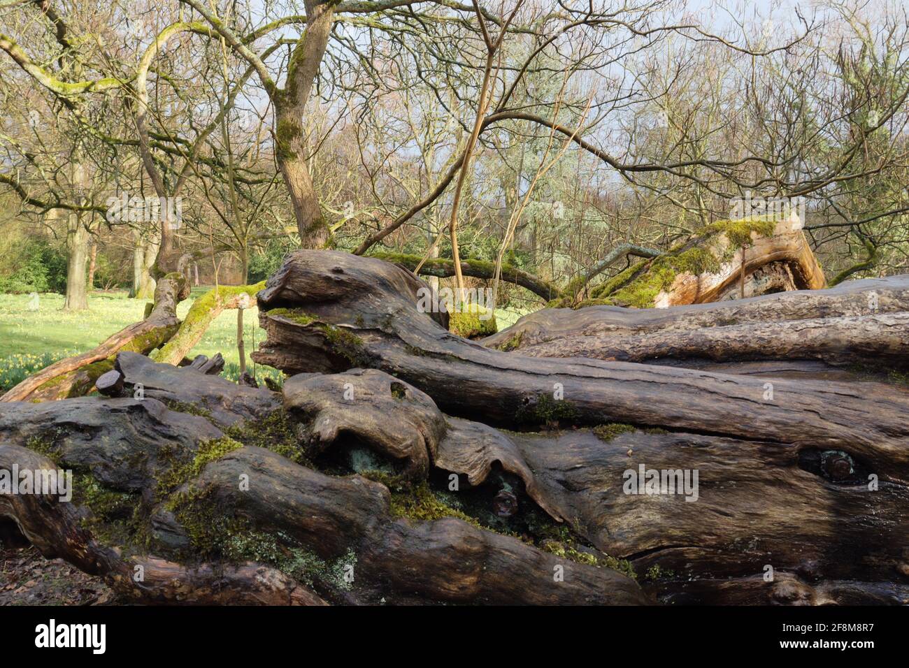 Park with broken aged wet tree trunks on background of a meadow Stock ...