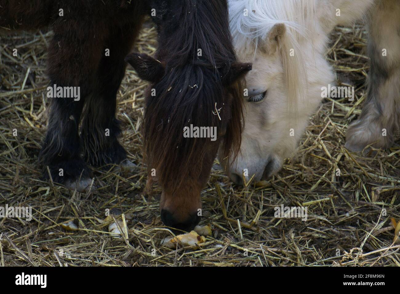 Pony eating grass hi-res stock photography and images - Alamy
