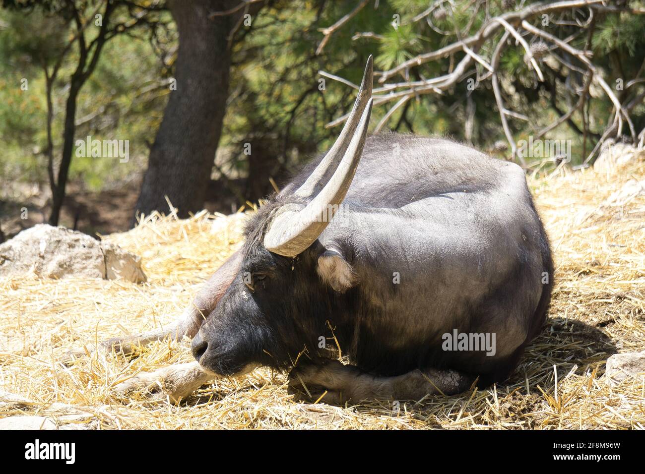 front view of a buffalo lying in the field. animals Stock Photo - Alamy