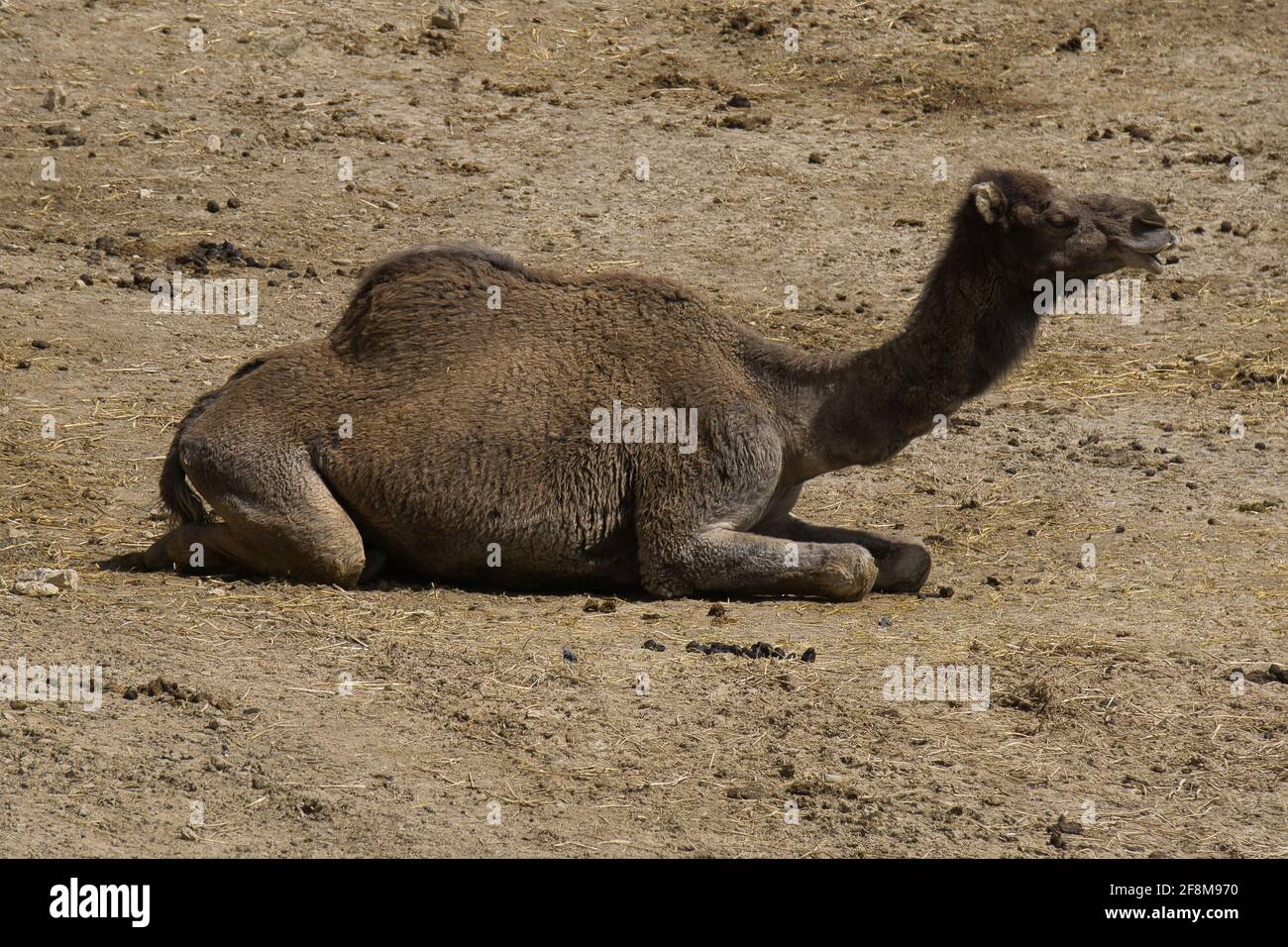 camel lying on the floor. animals Stock Photo - Alamy