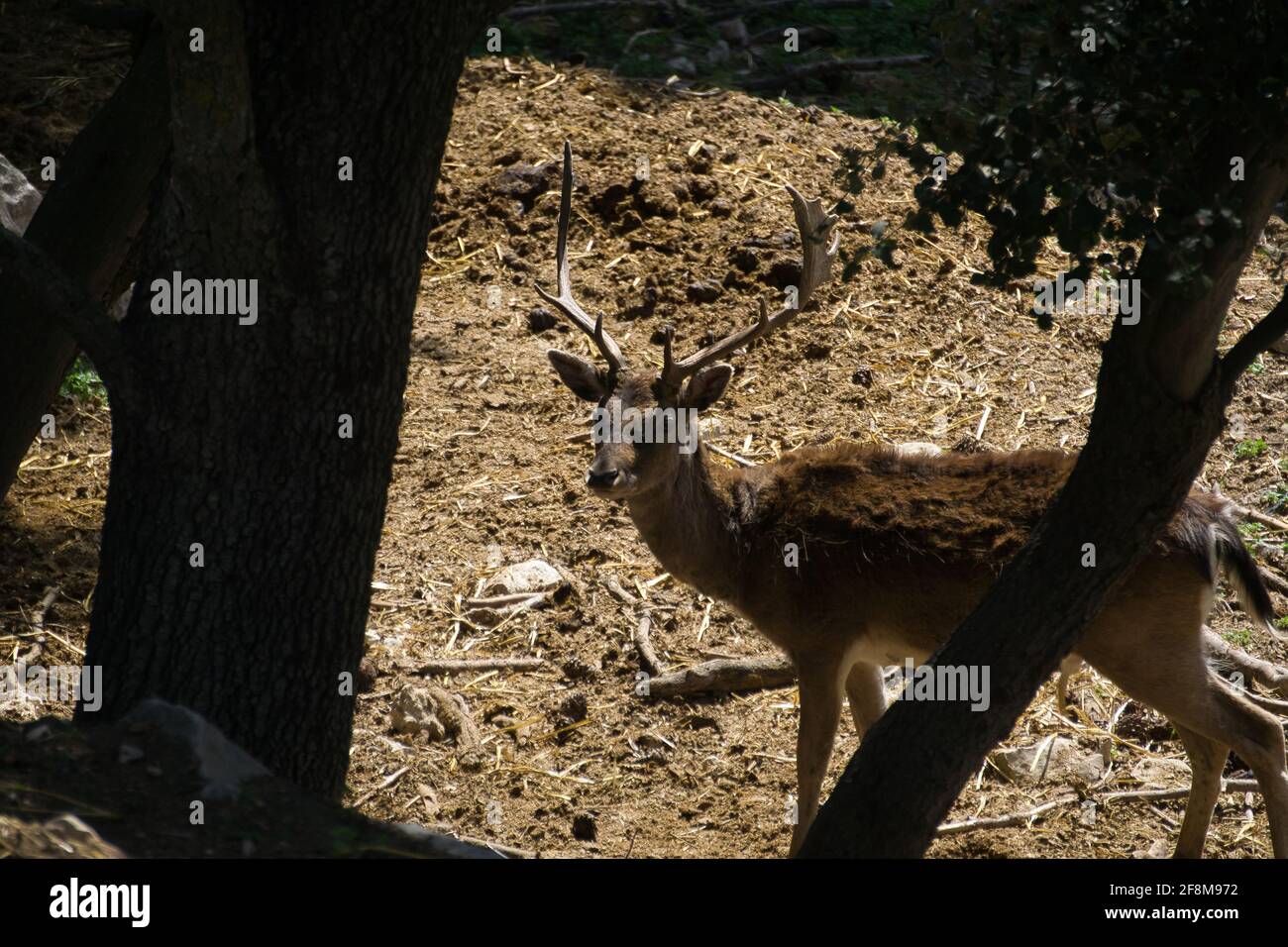 Field animals hi-res stock photography and images - Alamy