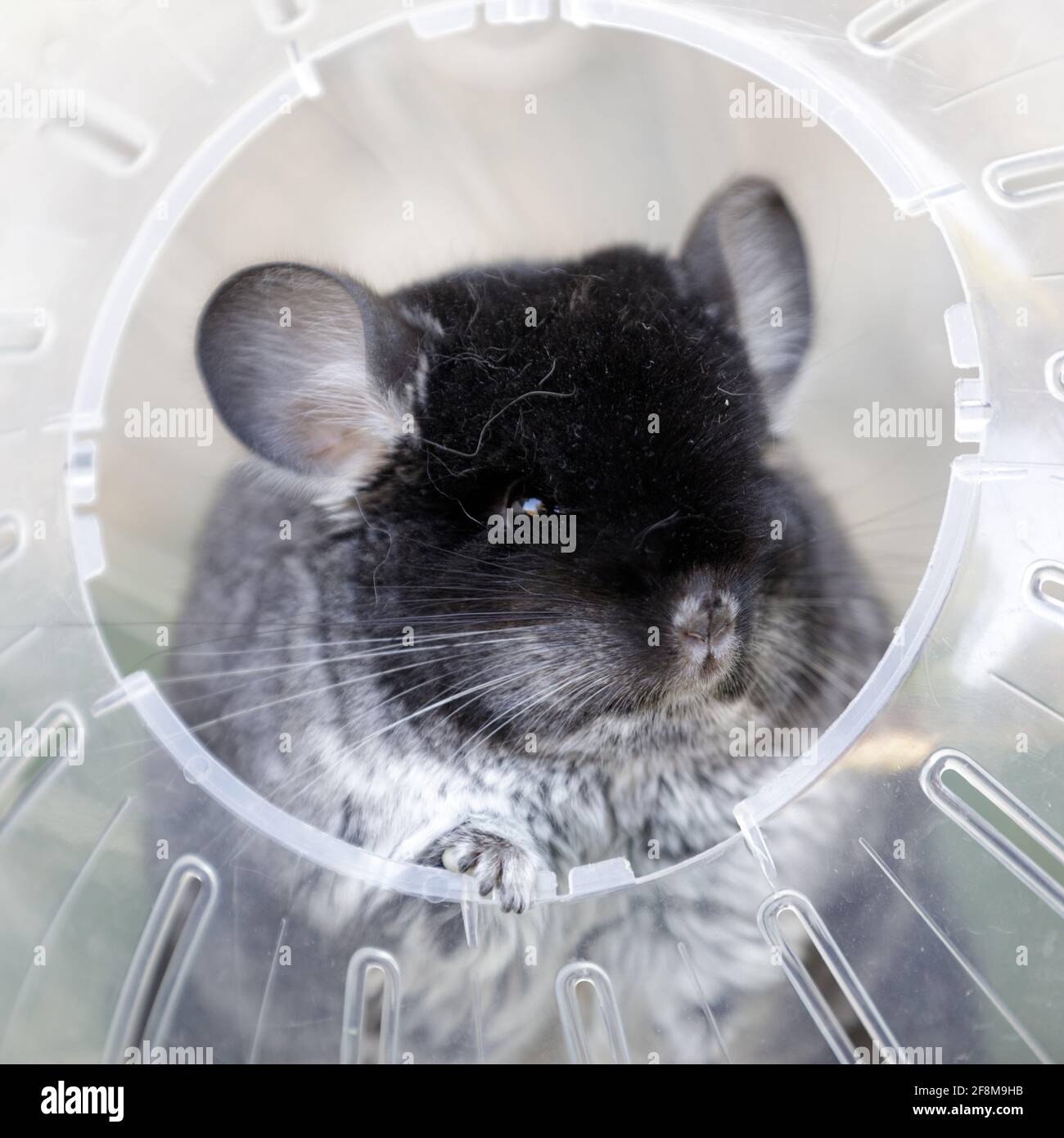 Long tailed gray rat pet hi-res stock photography and images - Alamy