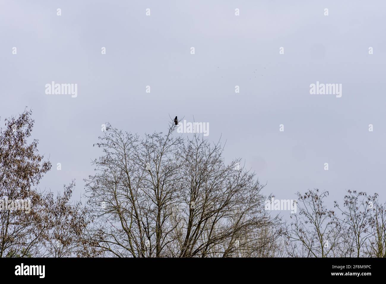 Low angle faraway shot of a lonely crow sitting on thin branches of ...