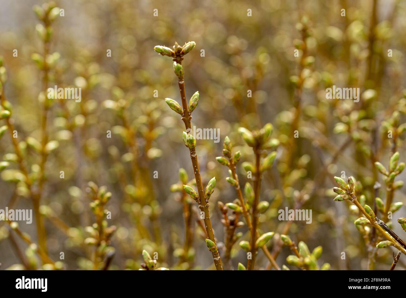 Closeup shot of a beautiful yellow field full of thin brown twigs with ...