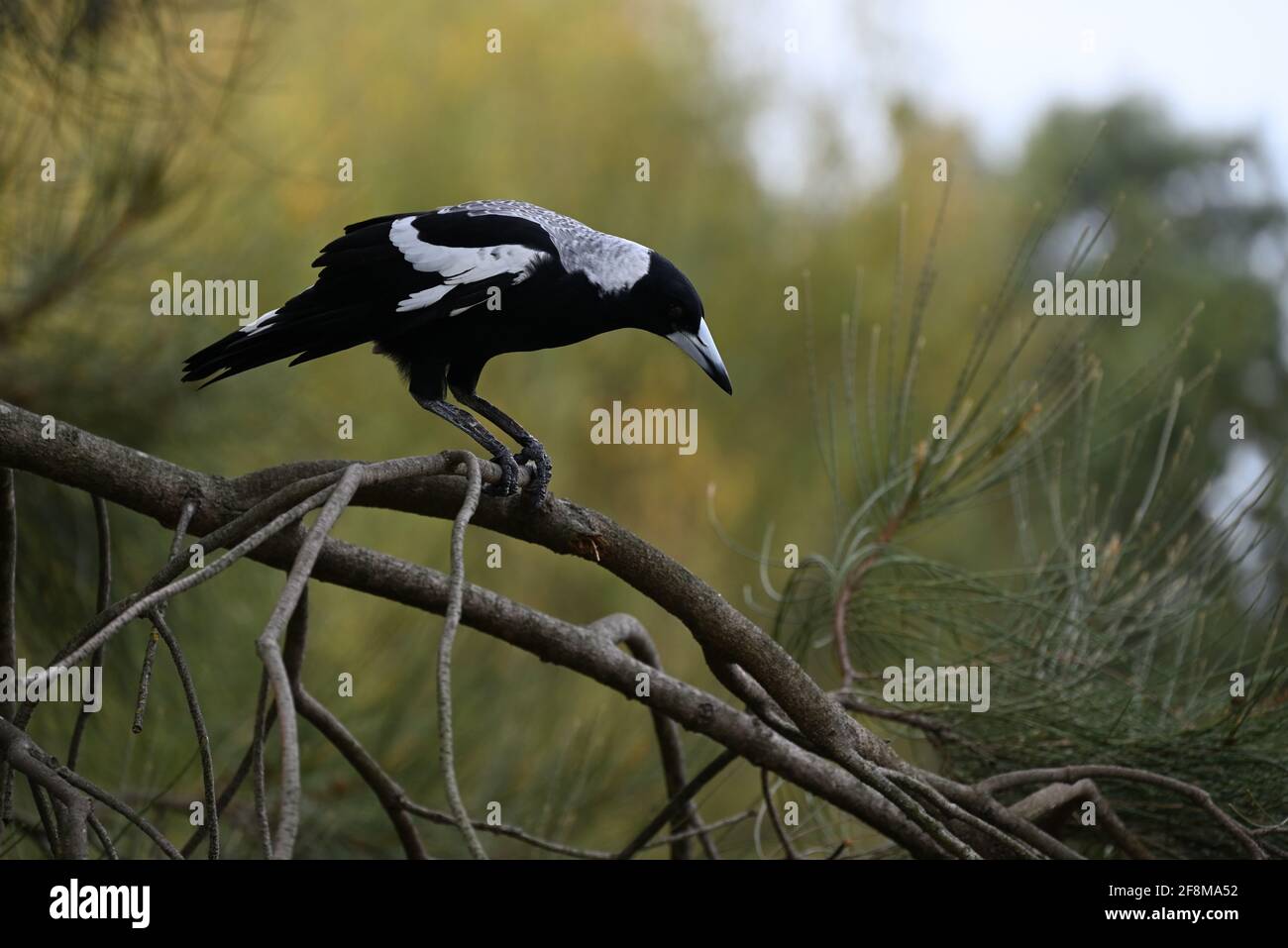 A close up of an Australian Magpie perched on a tree branch looking ...
