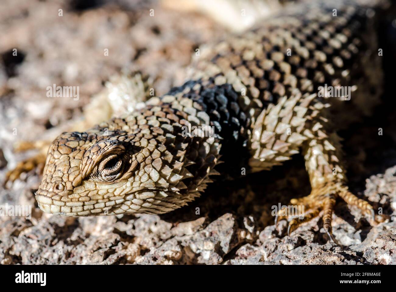 Sceloporus poinsetti hi-res stock photography and images - Alamy