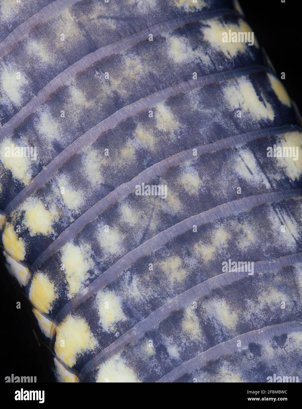 Ventral Scales High Resolution Stock Photography and Images - Alamy