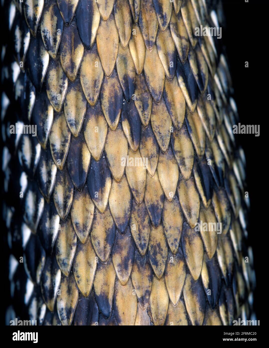 Montpellier Snake High Resolution Stock Photography and Images - Alamy