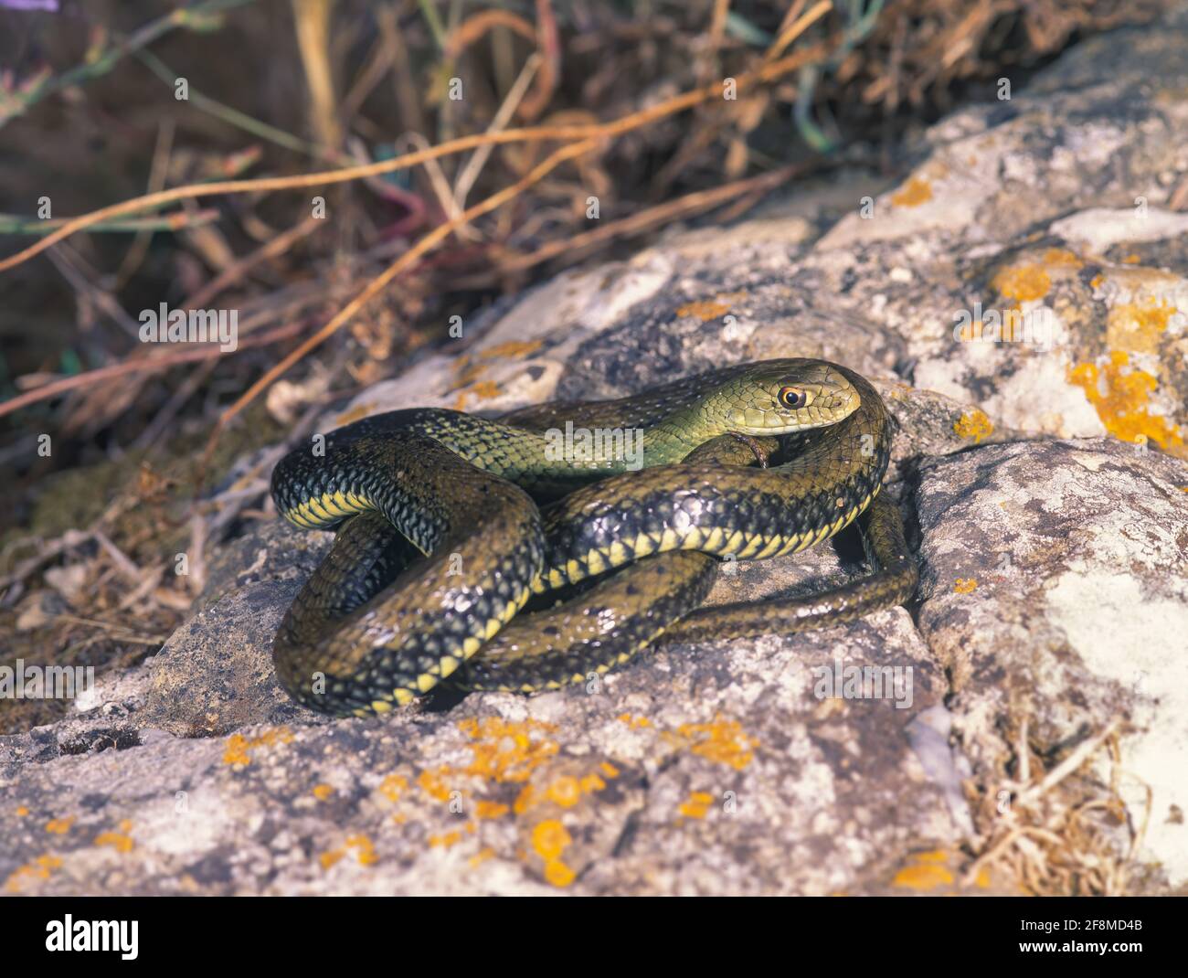 Venomous Snakes Of Europe High Resolution Stock Photography and Images ...