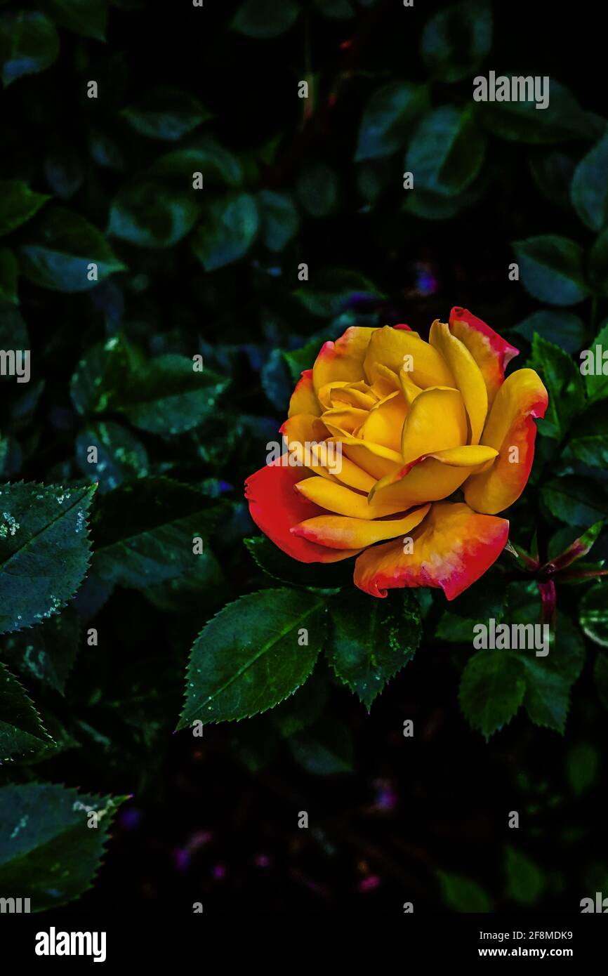 Circus roses hi-res stock photography and images - Alamy