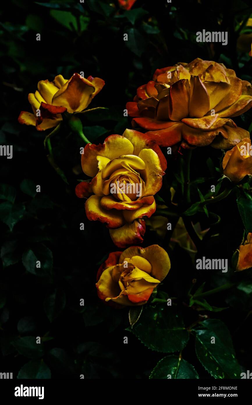 Rose blooms hi-res stock photography and images - Alamy