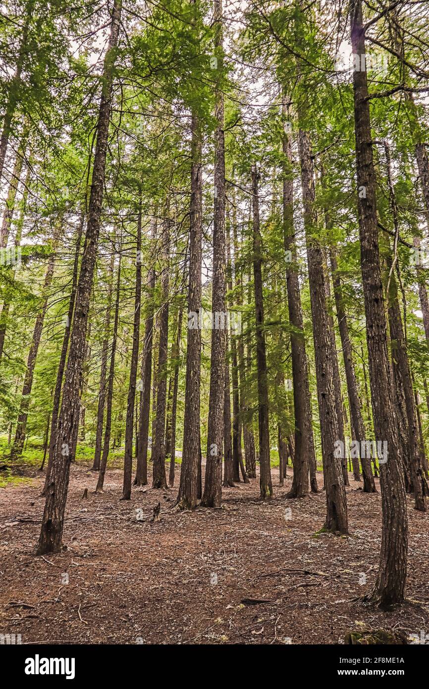 Looking through the trees of the national forest in spring Stock Photo ...