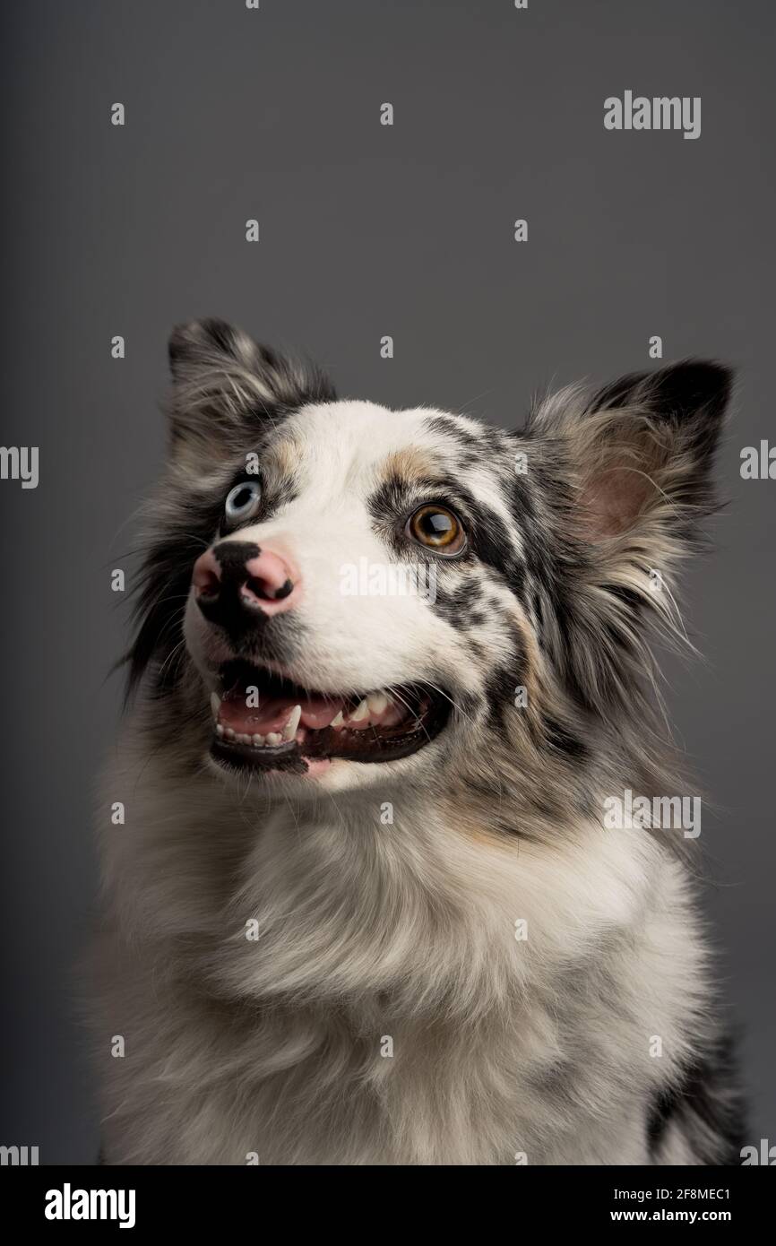 Vertical portrait of an Australian collie isolated on a gray background ...