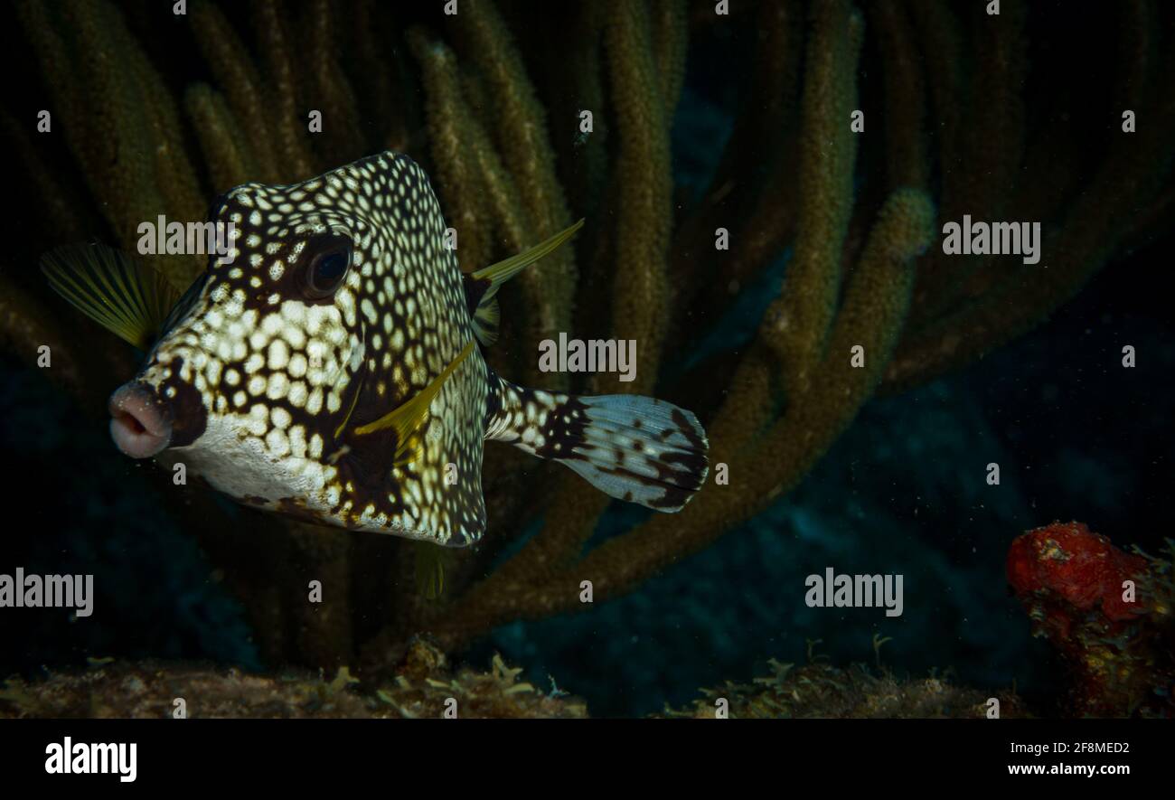 Smooth trunkfish (lactophrys triqueter) on the reef off teh Caribbean ...