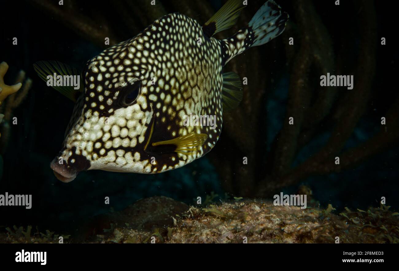 Smooth trunkfish (lactophrys triqueter) on the reef off teh Caribbean ...
