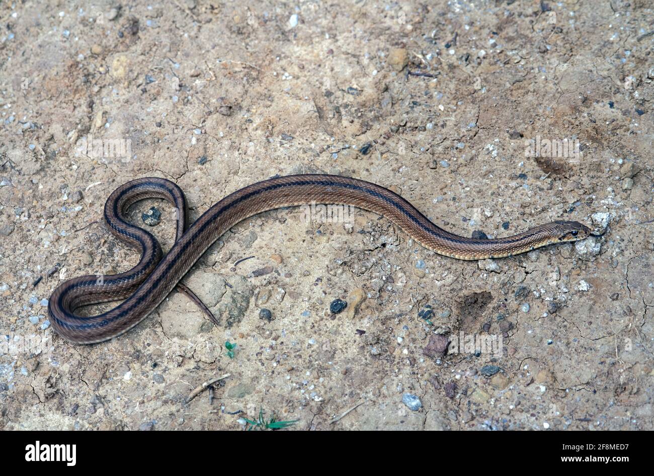 Colubridae High Resolution Stock Photography and Images - Alamy