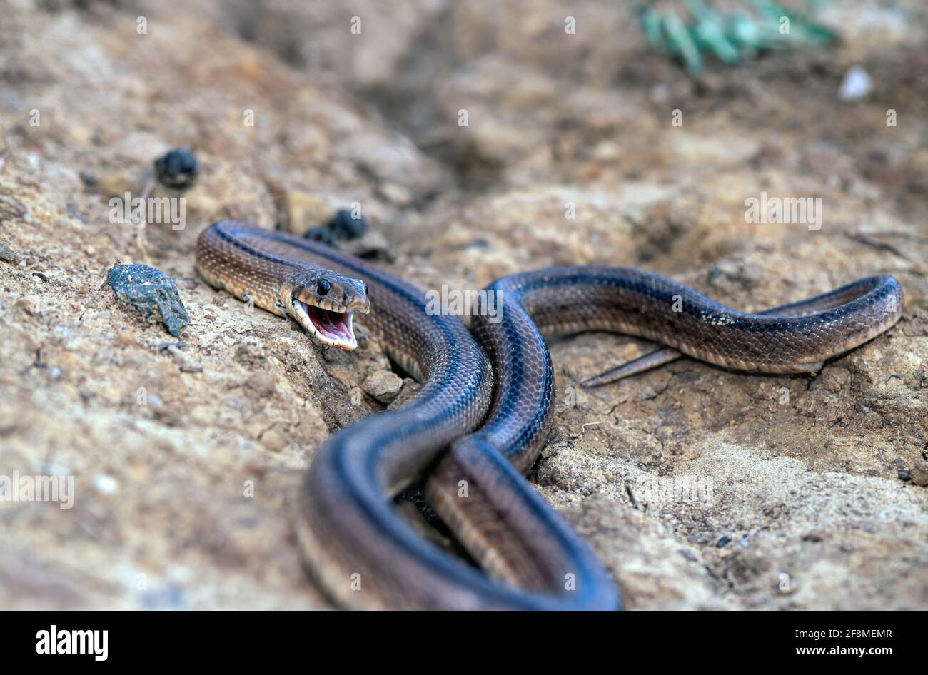 Non Endemic Species High Resolution Stock Photography and Images - Alamy