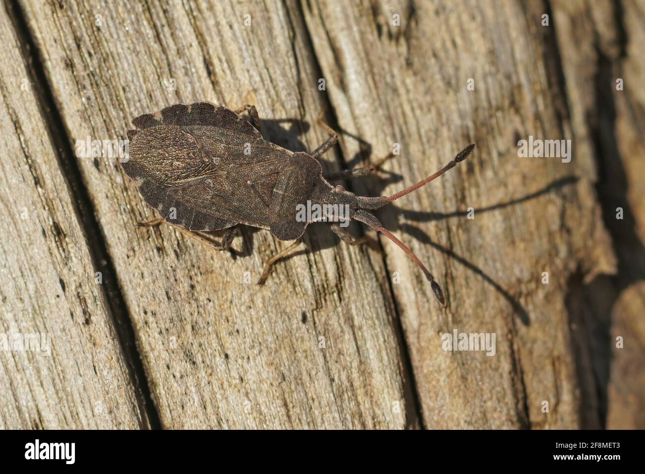 Scapha hi-res stock photography and images - Alamy