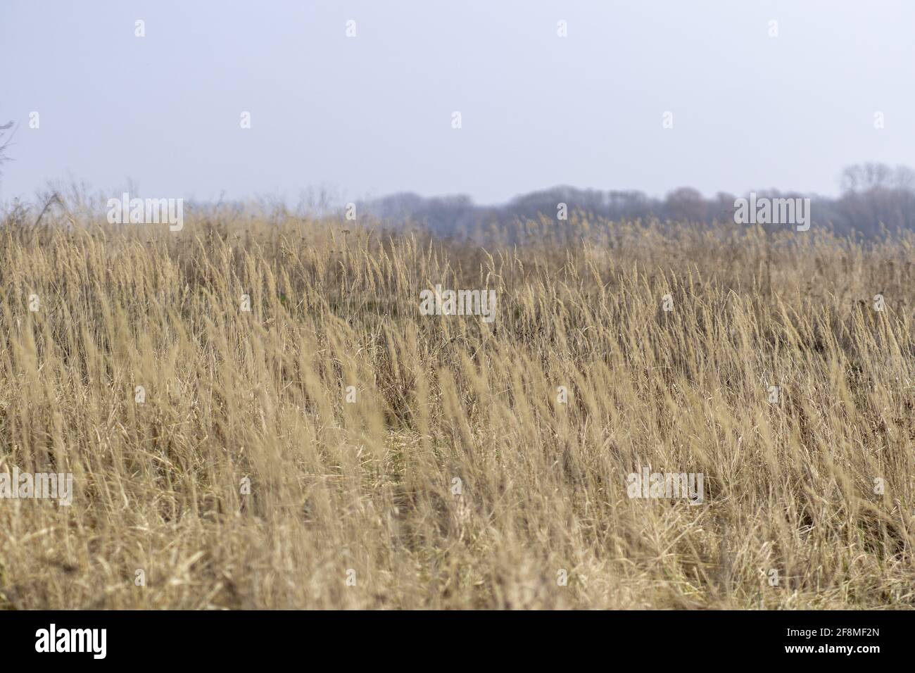 Field of tall wheat flowers and dry grass under clear blue sky with ...
