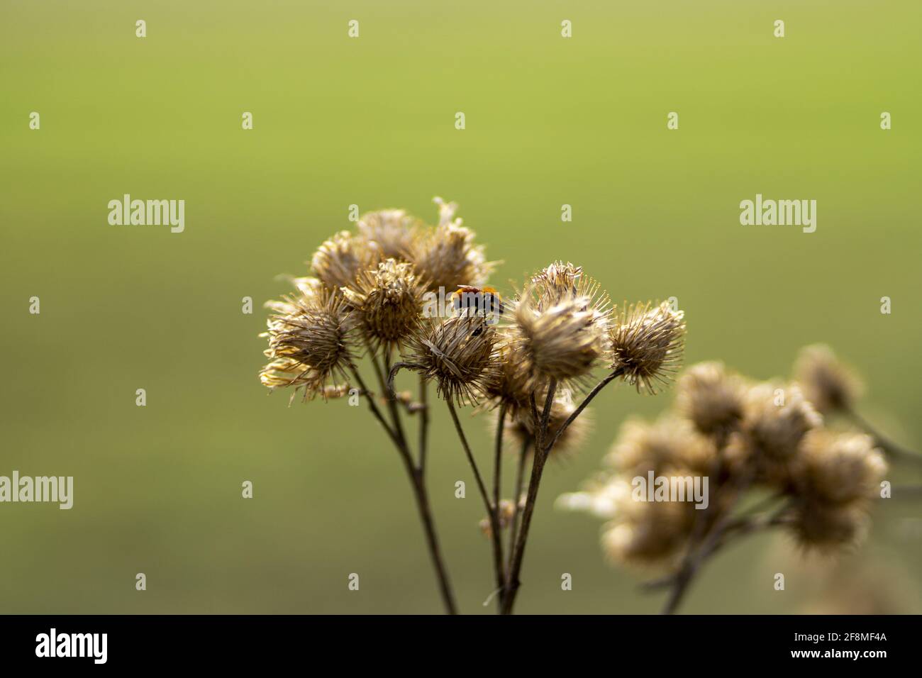 Group of thorny immature daisies on blurred green background with a ...