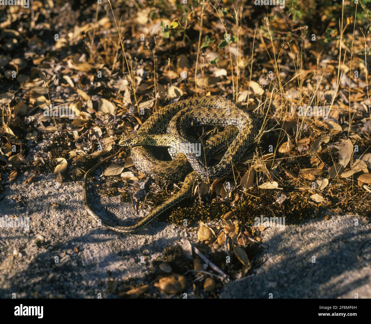 Rear Fanged Venomous Snake High Resolution Stock Photography and Images ...