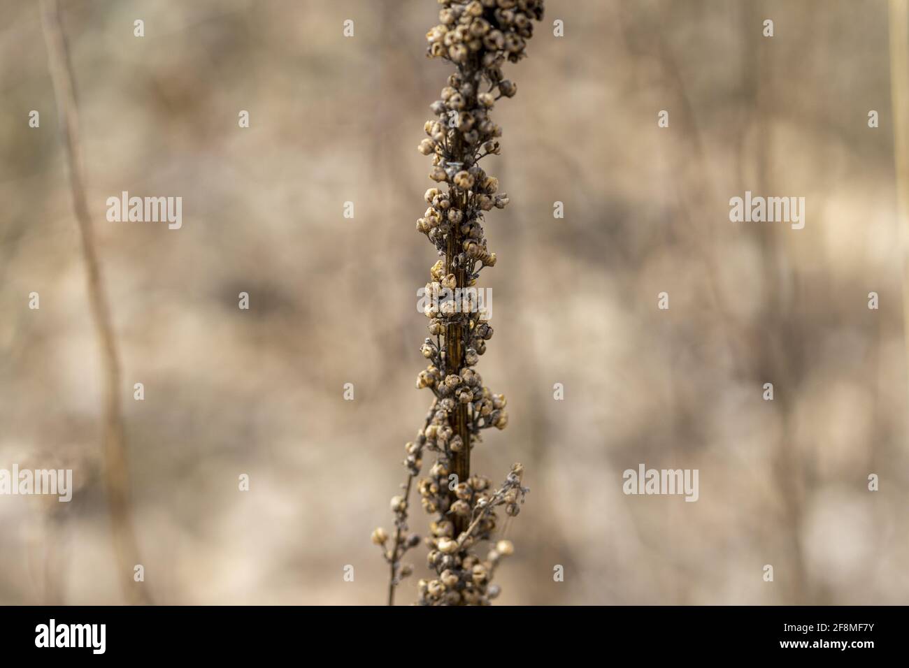 Closeup of a slender twig fully covered by small dry flowers yet to ...