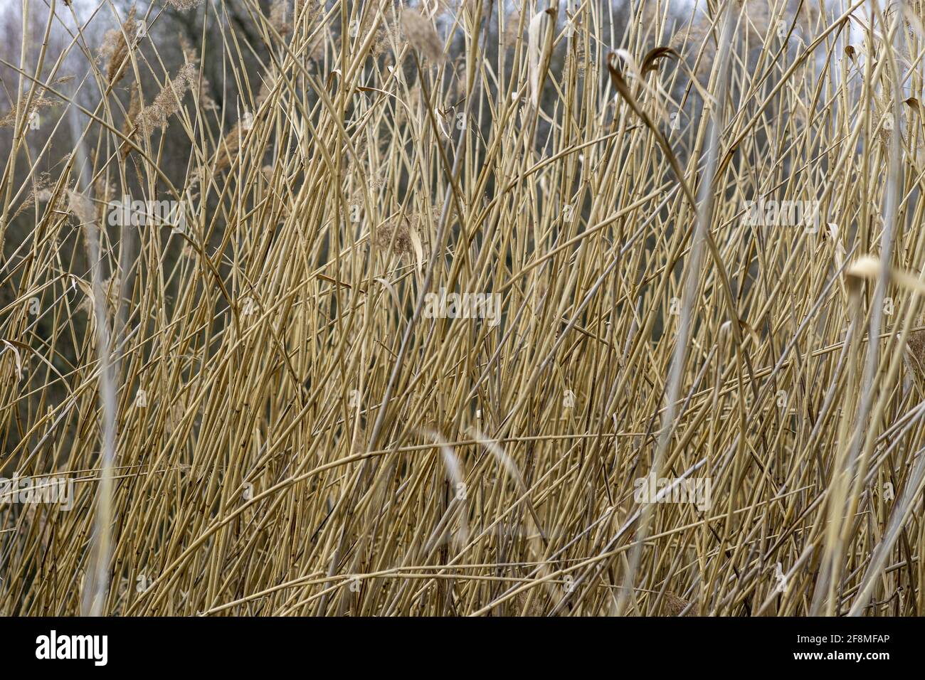 Thick yellow field full of tall grass, twigs, and wheat flowers Stock ...