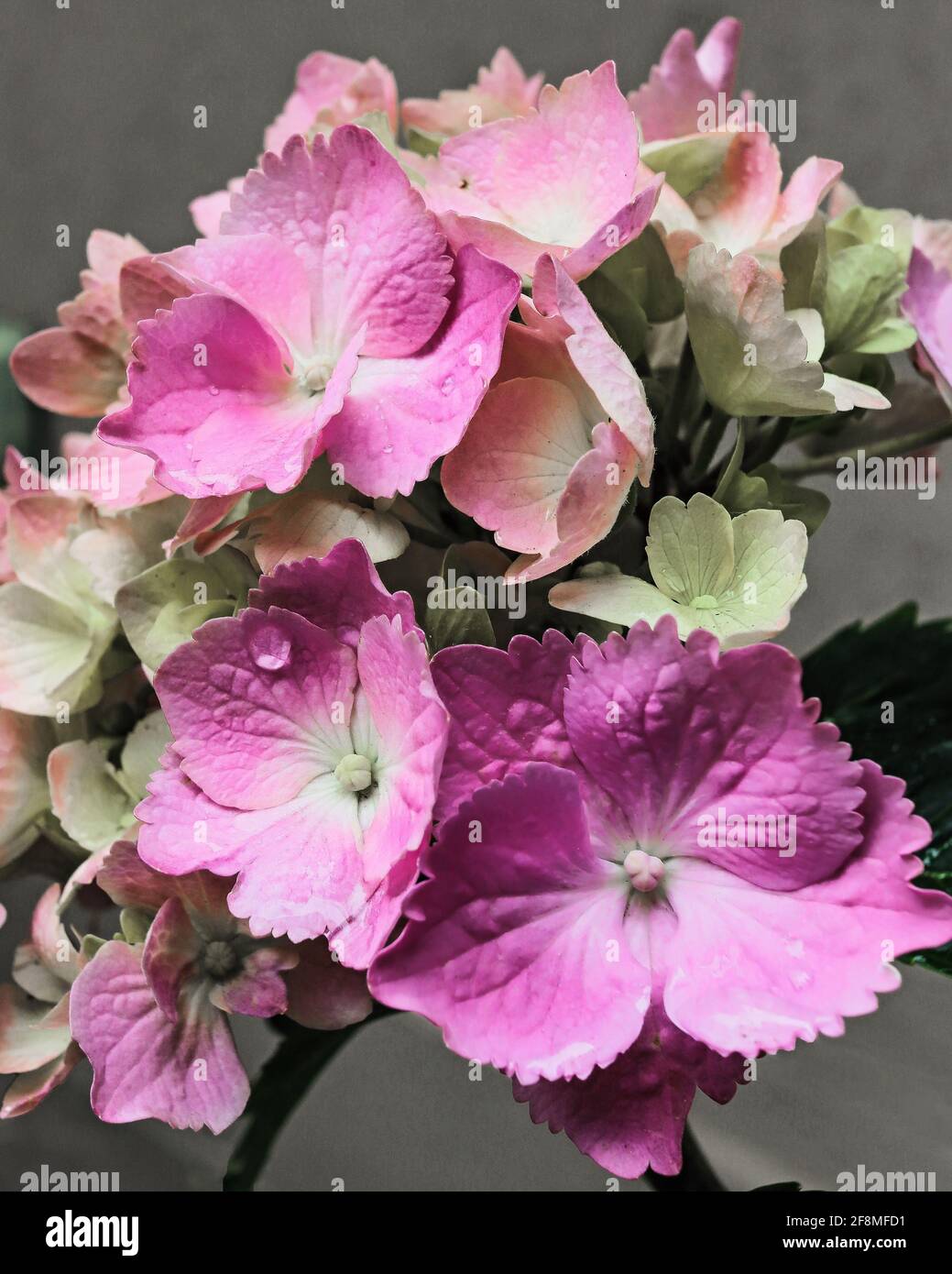 Light pink hydrangea blooming in the garden Stock Photo - Alamy