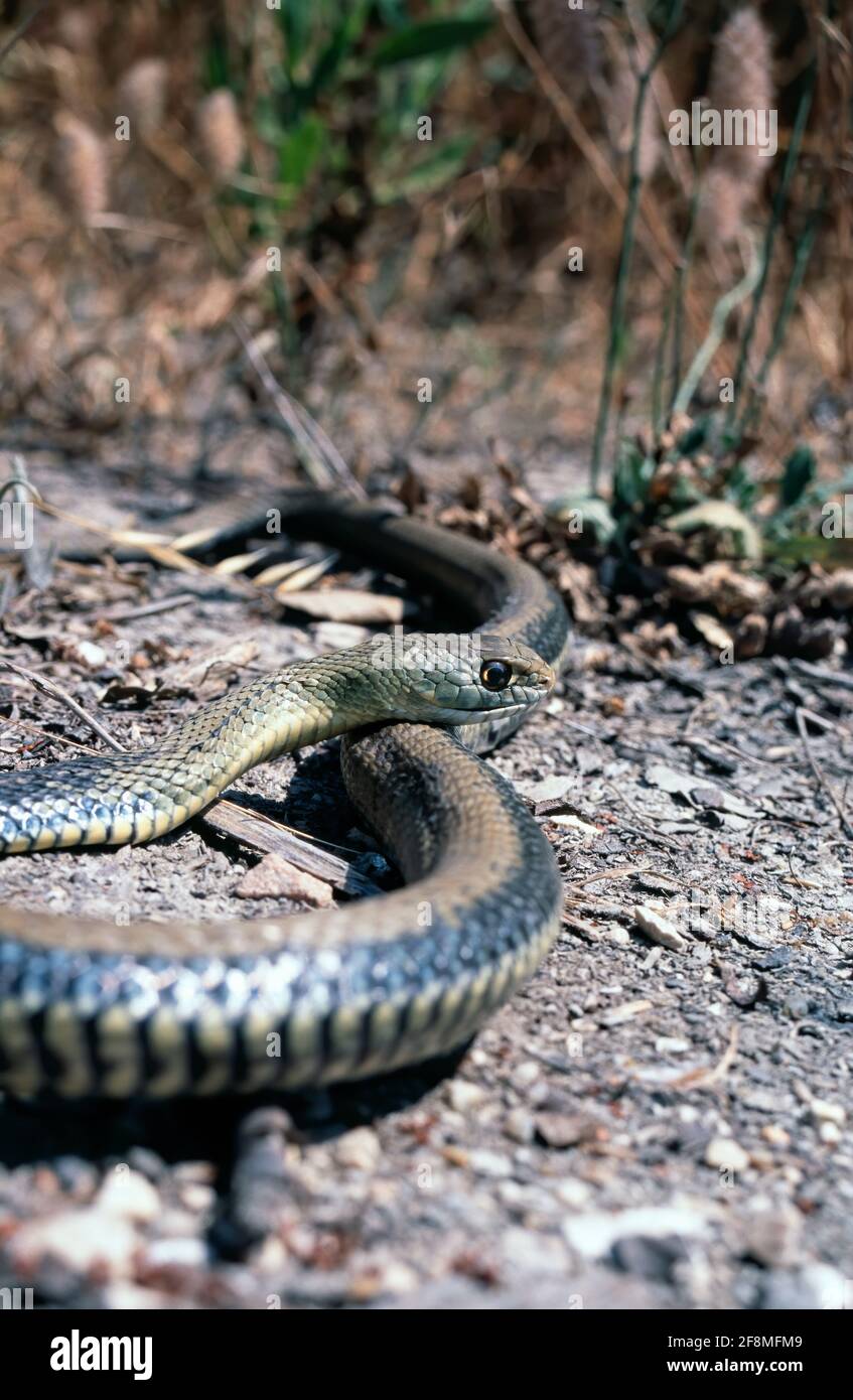 Rear Fanged Venomous Snake High Resolution Stock Photography and Images ...