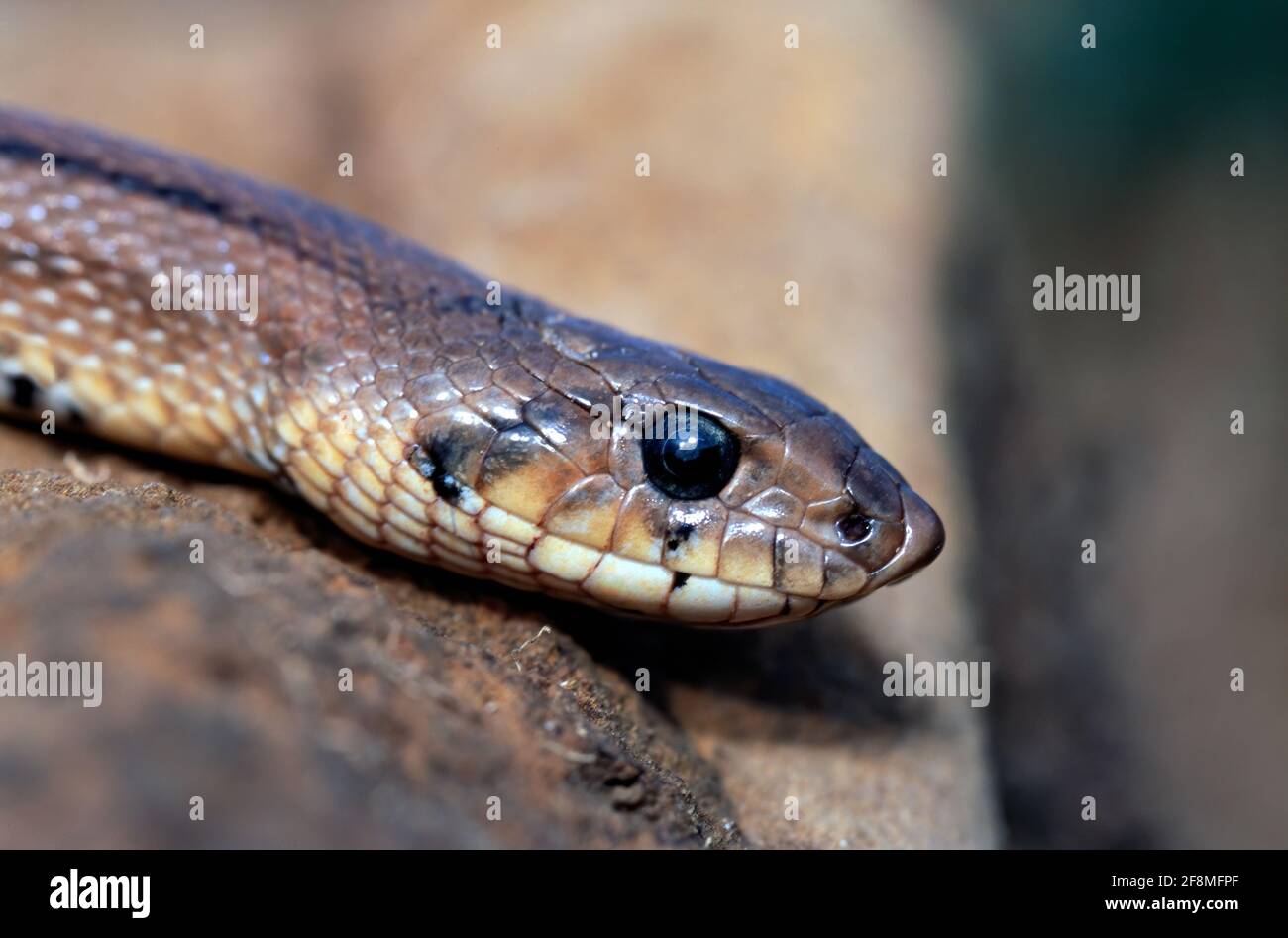 Non Endemic Species High Resolution Stock Photography and Images - Alamy
