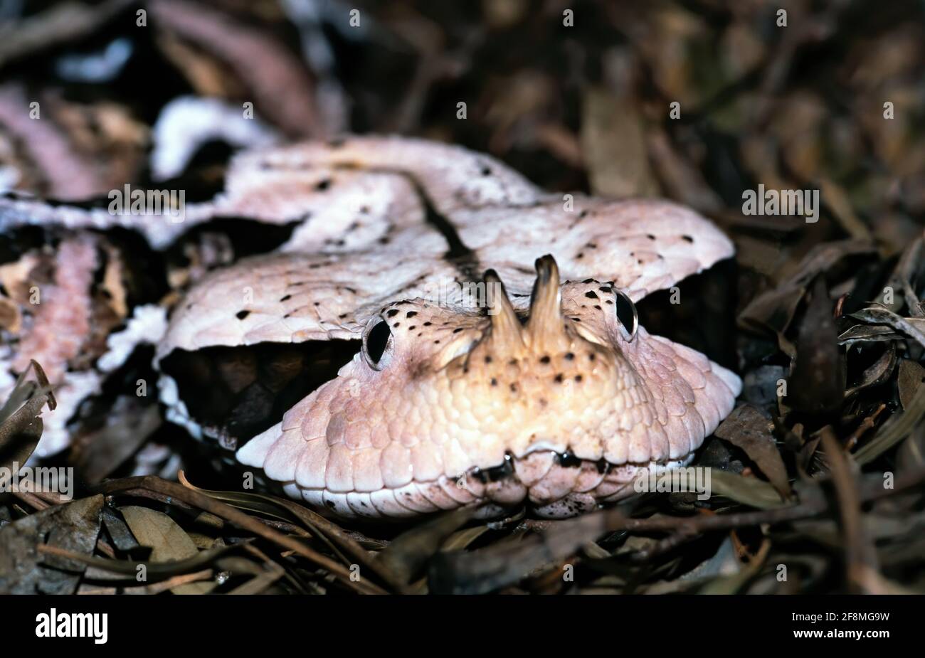 Venomous Snake Fangs High Resolution Stock Photography and Images - Alamy