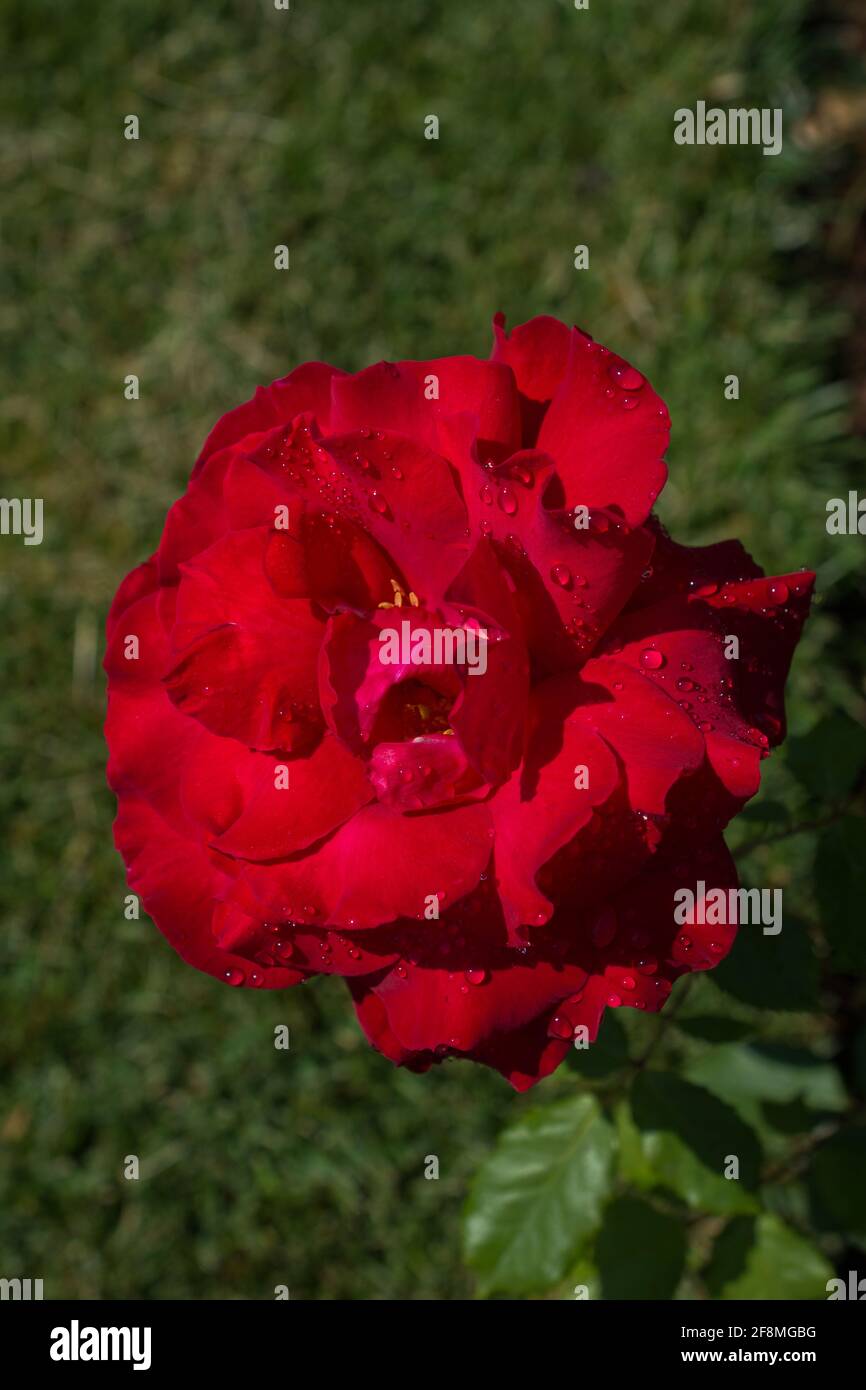 Blooming beautiful colorful rose in garden nature background Stock ...