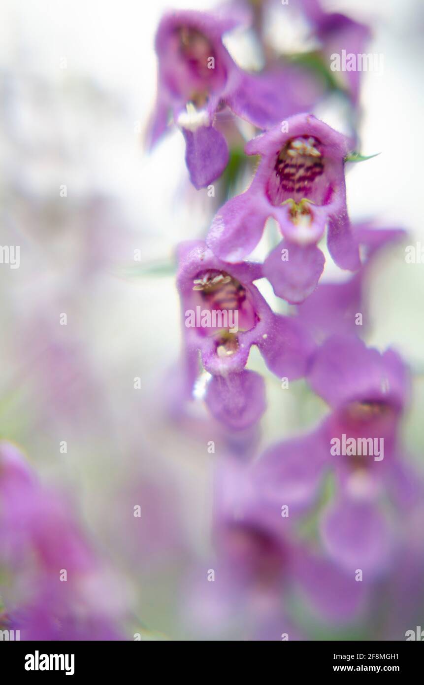 Purple Flower Closeup Outside with Light Background Stock Photo - Alamy