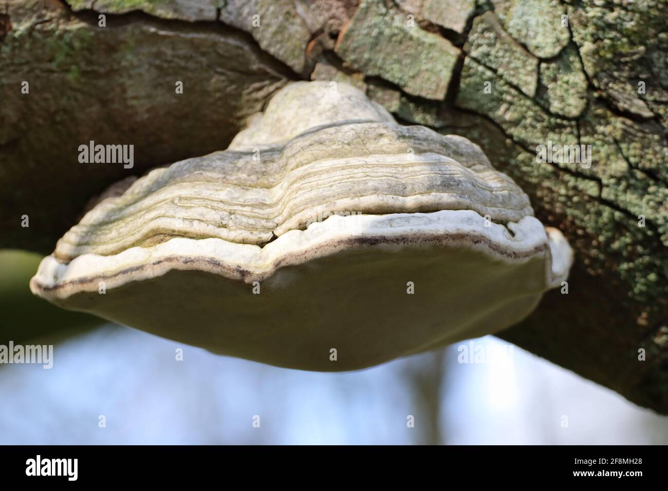 Fomitopsidaceae hi-res stock photography and images - Alamy