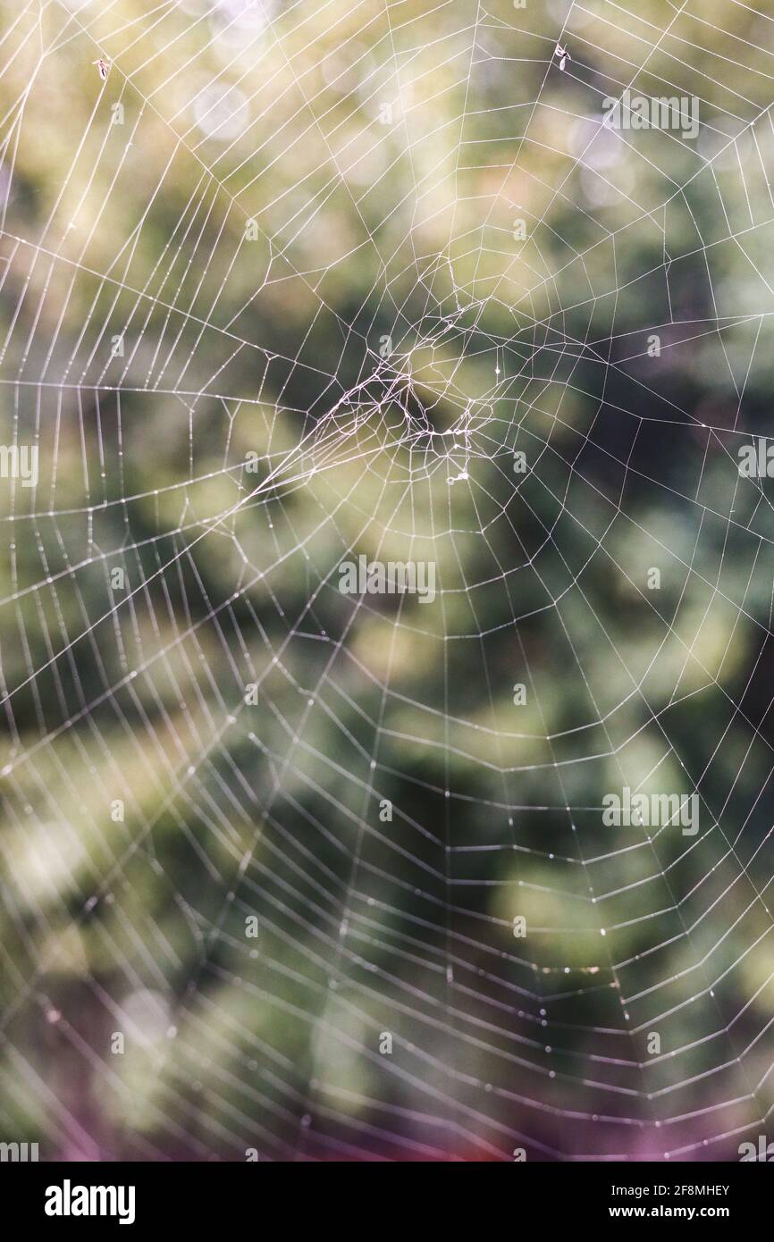 Spider web in the spring Stock Photo - Alamy